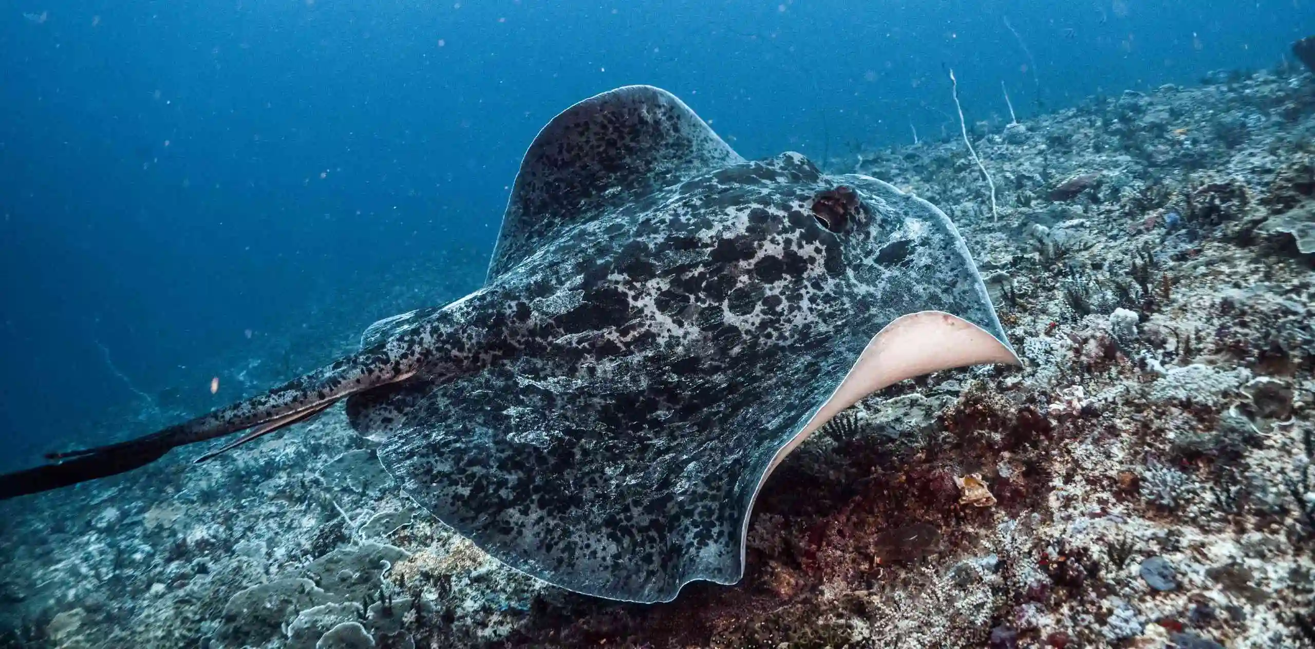 Tous les programmes de conservation marine | Legend Diving Lembongan ...